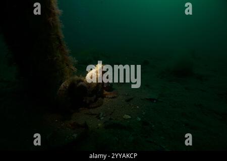 Marine Life of Port Philip bay, Australia Stock Photo - Alamy