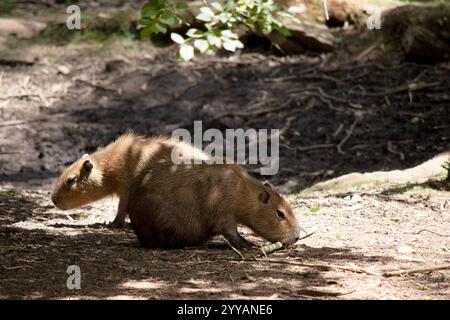 The Capybara is a giant cavy rodent native to South America. It’s the ...