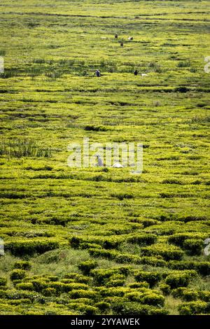 Tea Plantation during Sunrise in Uganda Stock Photo - Alamy