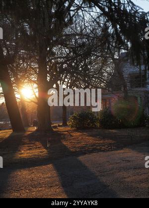Old oak trees at sunset Stock Photo - Alamy