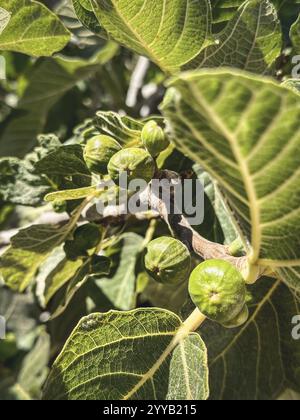 the first delicate fig leaves on a fig tree, Alicante Province, Costa ...