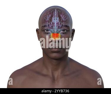 Computer illustration of the human brain with the pons highlighted in ...