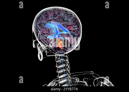 Computer illustration of the fourth brain ventricle, a fluid-filled ...