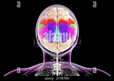 Computer illustration of the parietal gyri showing the postcentral ...
