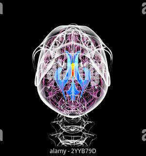 Computer illustration of the third brain ventricle, a vital component ...