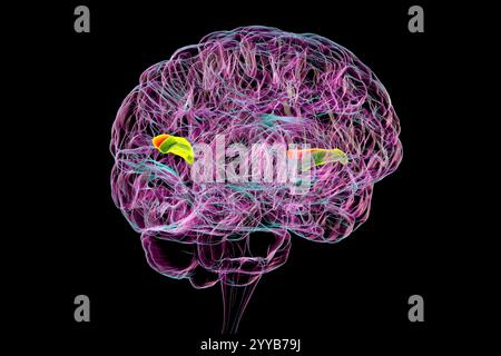 Illustration of the human brain with the transverse temporal gyri ...