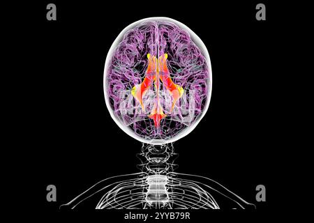 Ventricular system of the brain, computer illustration. The ventricles ...