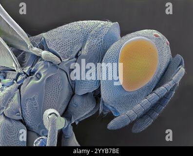 Inside a scanning electron microscope (SEM) chamber. Back-scattered ...