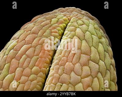 Scanning electron micrograph (SEM) of a root nodule on the pea plant ...