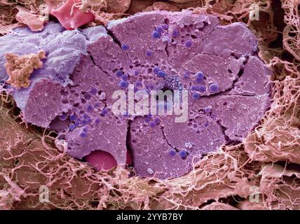 Pancreatic cells. Coloured scanning electron micrograph (SEM) of acinar ...