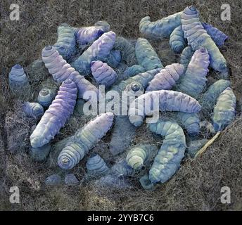 Codling moth larvae, SEM Stock Photo - Alamy