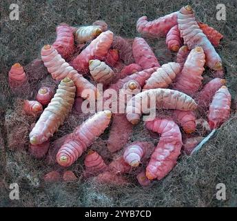 Codling moth larvae, SEM Stock Photo - Alamy