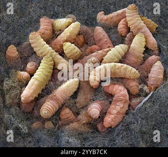Codling moth larvae, SEM Stock Photo - Alamy