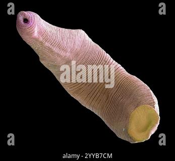 Freshwater leech. Coloured scanning electron micrograph (SEM) of a ...