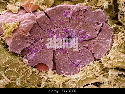 Pancreatic cells. Coloured scanning electron micrograph (SEM) of acinar ...