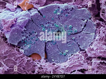 Small intestine. Scanning electron micrograph (SEM) showing the villi ...