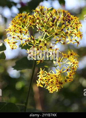 velvet groundsel (Roldana petasitis Stock Photo - Alamy