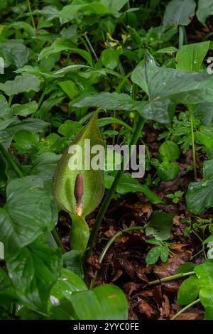 A closeup of Arum maculatum with green leaves in a garden Stock Photo ...