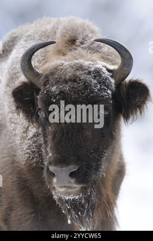 Close up shot of a wild bison in Yellowstone National Park at Wyoming ...