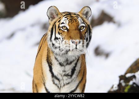 Siberian tiger walks through the snow Stock Photo - Alamy