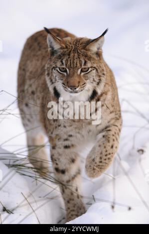 Eurasian lynx (Lynx lynx), fur, detail, winter, snow, Wildpark Aurach ...