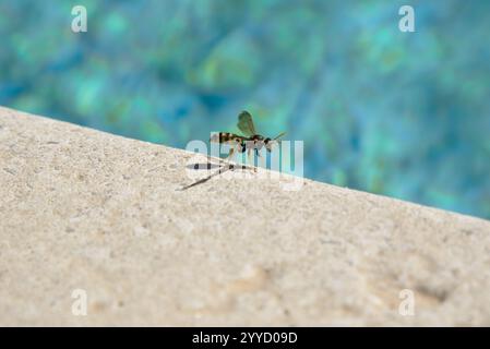 Close-Up of a Small Wasp Taking Off in the Sun by the Pool Stock Photo ...