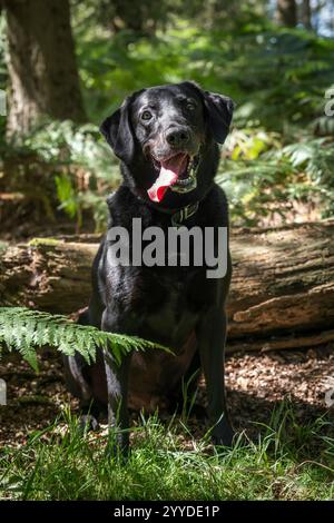 Black Labrador dog in Windsor forest Great Park Stock Photo - Alamy