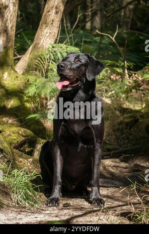 Black Labrador dog in Windsor forest Great Park Stock Photo - Alamy