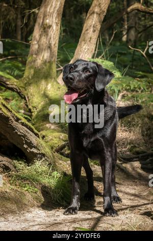 Black Labrador dog in Windsor forest Great Park Stock Photo - Alamy