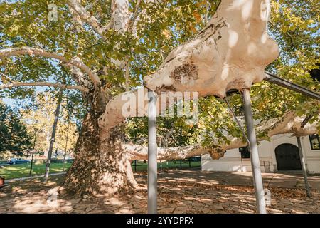 Iron beams supporting branches of an old large plane tree in a park ...