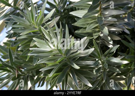 Cape Silver Tree (Leucadendron argenteum Stock Photo - Alamy