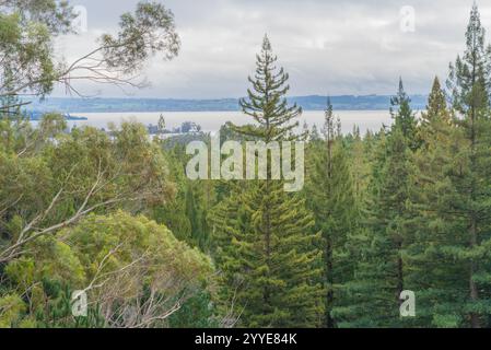 Rainforest in Rotorua with tall trees Stock Photo - Alamy