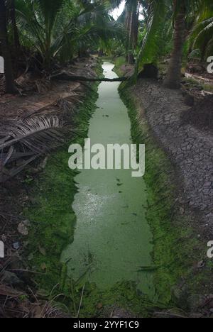 Irrigation canal in a Thai coconut farm Stock Photo - Alamy