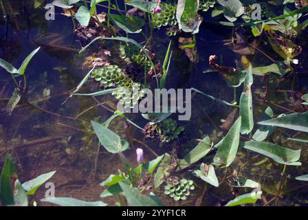 A thai pond with floating and swamp plants Stock Photo - Alamy