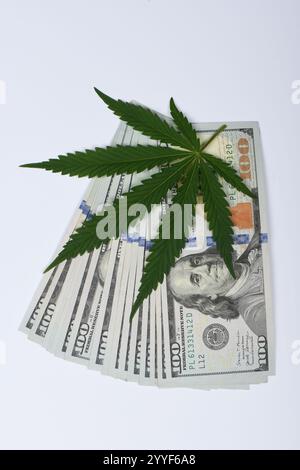 Marijuana cbd and thc lies on the table a lot. Drugs in large ...