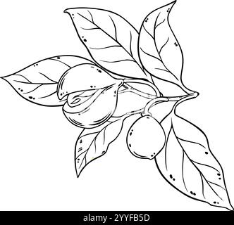 Nutmeg Branch Isolated Outline Illustration Stock Vector Image & Art ...