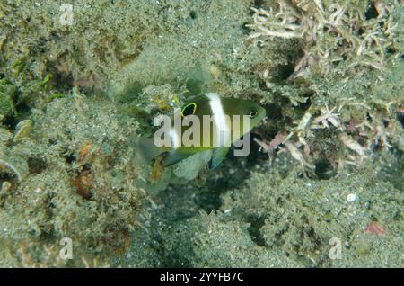 Monarch Damsel (Dischistodus pseudochrysopoecilus Stock Photo - Alamy
