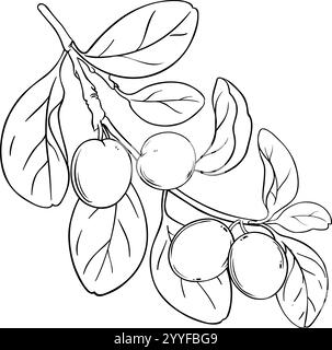 Ximenia Branch Isolated Outline Illustration Stock Vector Image & Art ...