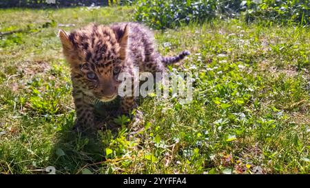 North Chinese leopard baby, its scientific name is Panthera pardus ...