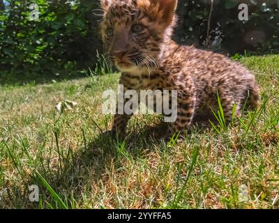 North Chinese leopard baby, its scientific name is Panthera pardus ...