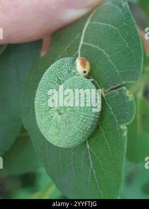 Giant Birch Sawfly (Trichiosoma triangulum Stock Photo - Alamy