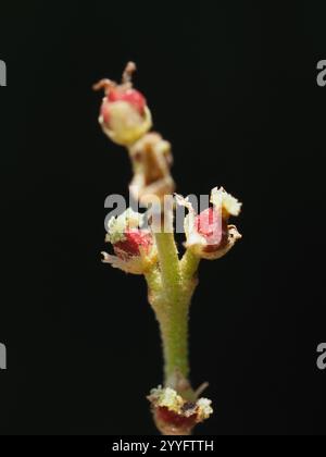 Kamala (Mallotus philippensis Stock Photo - Alamy