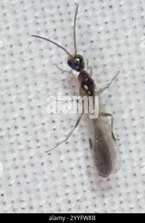 Shining Dark Twig Ant (Pseudomyrmex ejectus), Insecta, Roy G. Guerrero ...