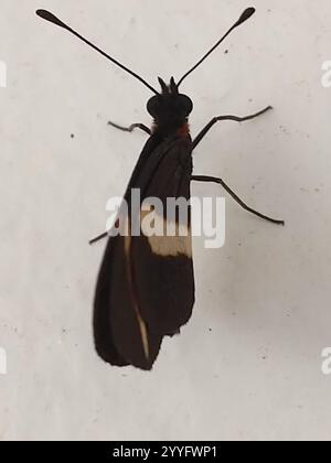 Elf Butterfly (Microtia elva Stock Photo - Alamy