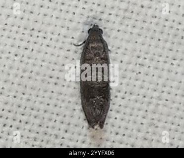 Cherry Fruitworm Moth (Aspila packardi Stock Photo - Alamy