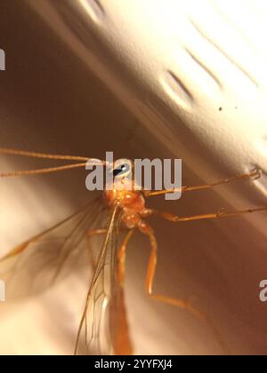 Short-tailed Ichneumonid Wasps (Ophioninae Stock Photo - Alamy