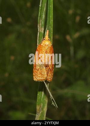 Reticulated Fruitworm Moth (Cenopis reticulatana Stock Photo - Alamy