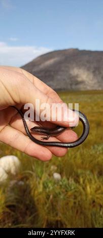 Short-legged Seps (Tetradactylus seps Stock Photo - Alamy