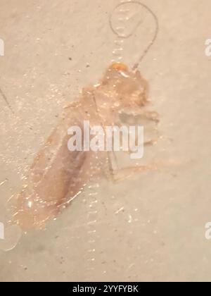Granary Booklice (Trogiidae Stock Photo - Alamy