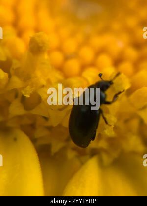 Common Pollen Beetle (Brassicogethes aeneus Stock Photo - Alamy